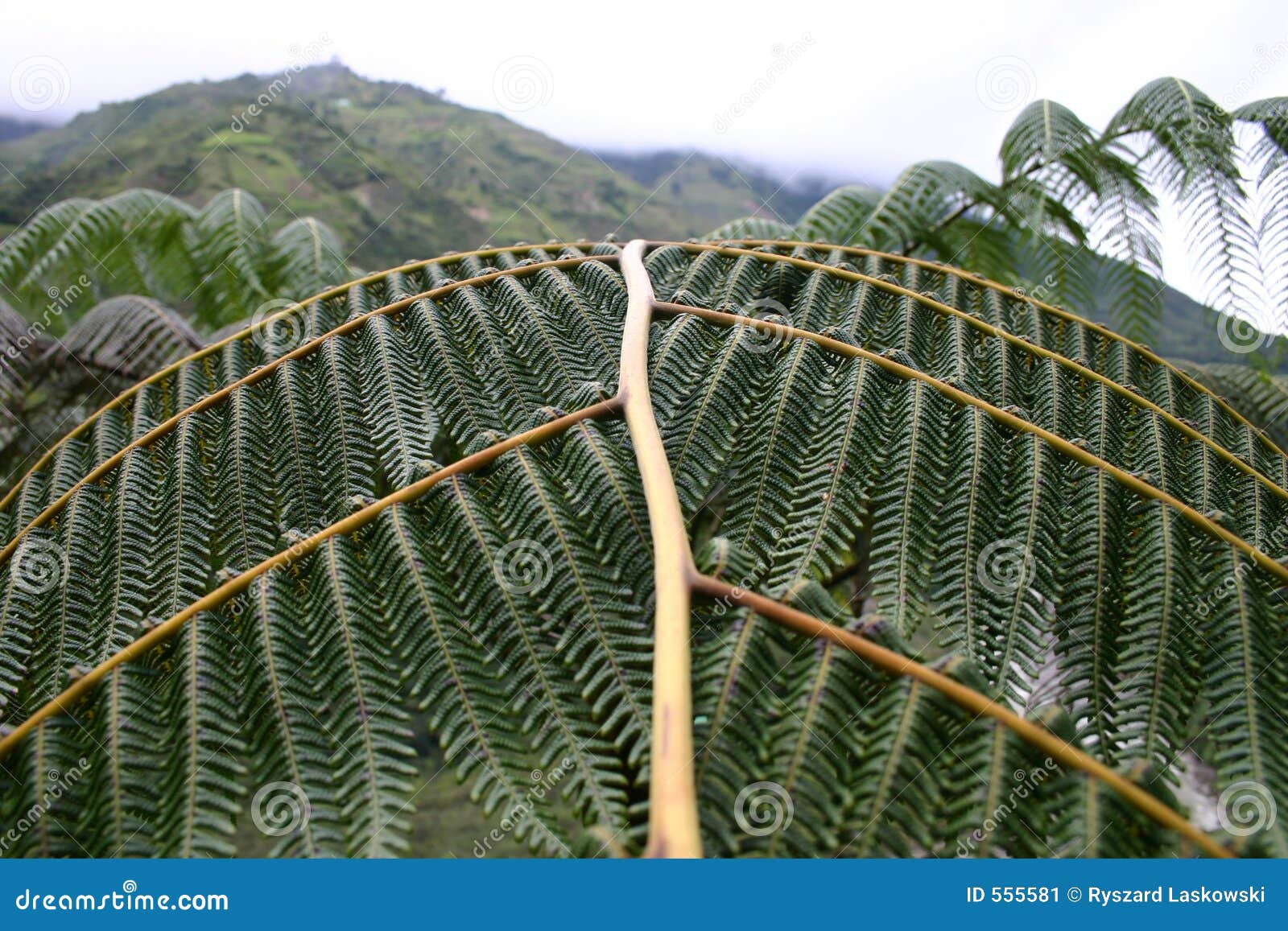 Leaf stock image. Image of tangurahua, america, plants - 555581
