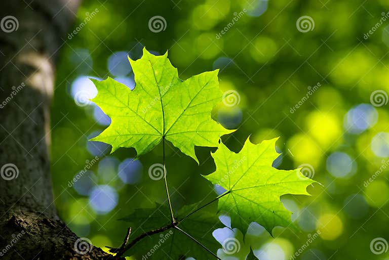Leaf stock image. Image of abstract, foliage, lush, maple - 6086655