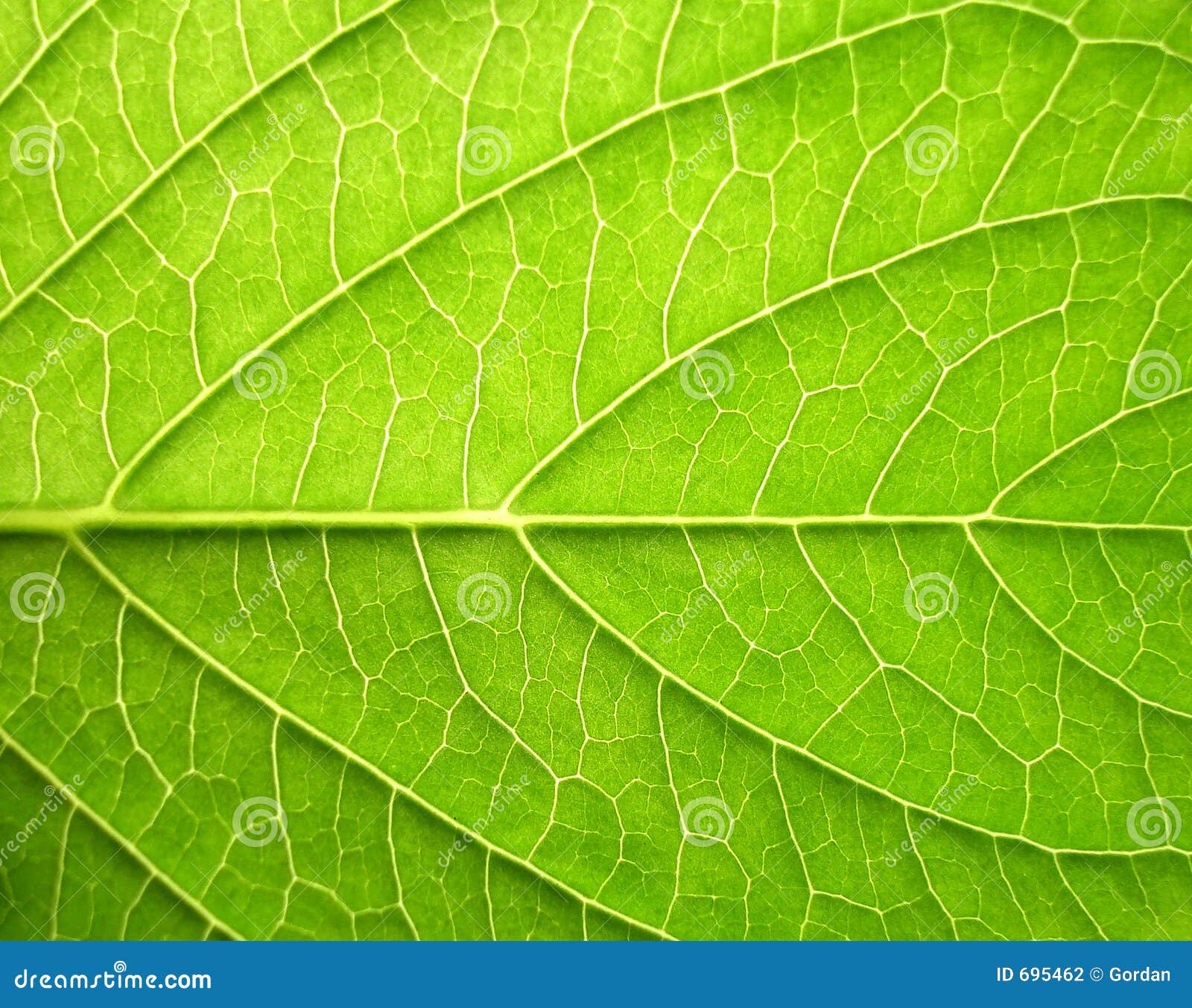Leaf stock photo. Image of pattern, forrest, close, wallpaper - 695462