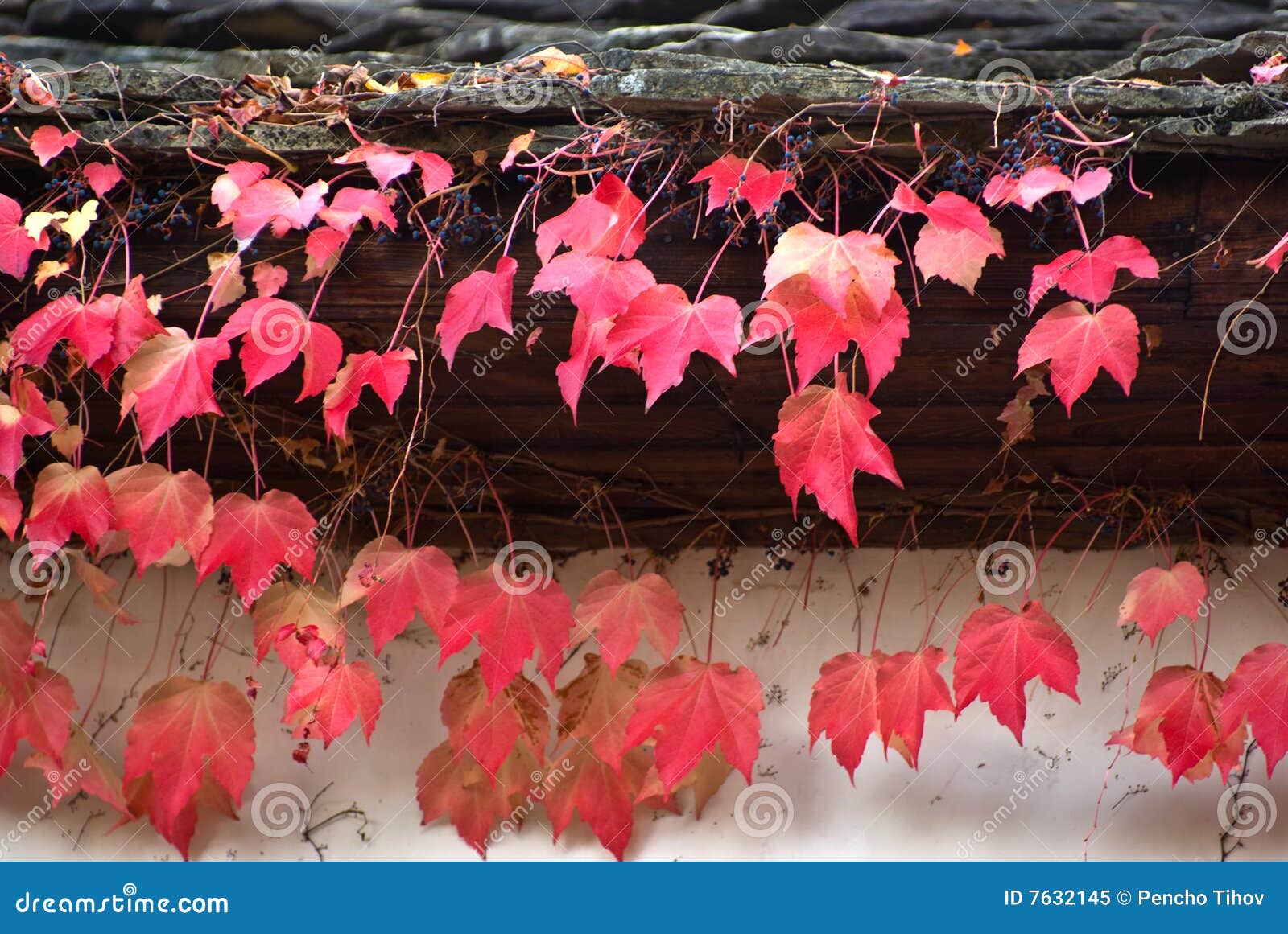 Leaf stock image. Image of nature, falling, roof, eaves - 7632145