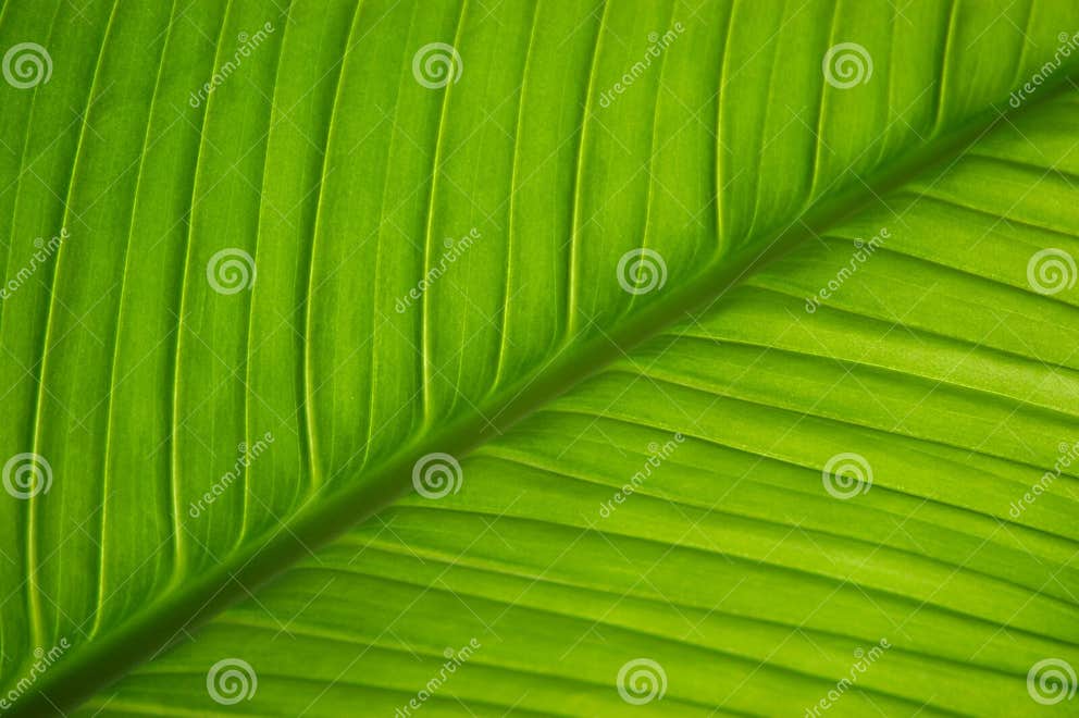 Leaf stock image. Image of gardens, foliage, nature, plants - 92125