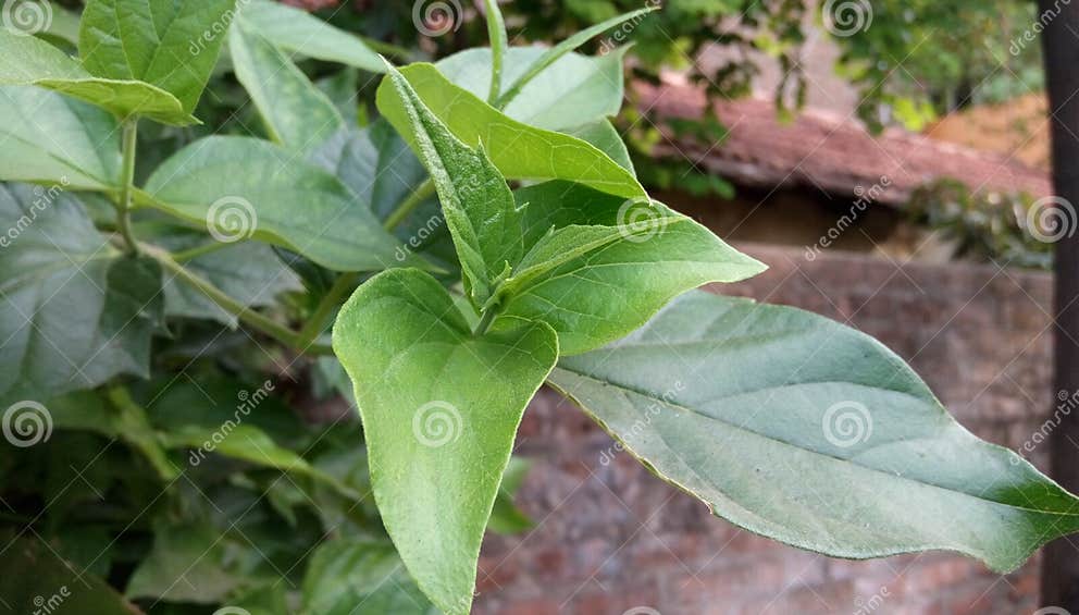 Leaf stock image. Image of leaf, indian, maram - 96746393