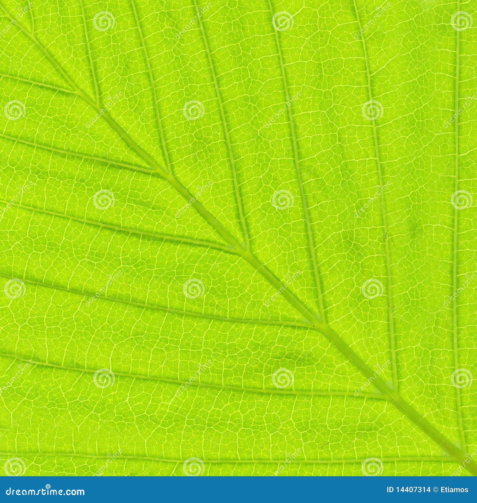 Leaf abstract stock photo. Image of pattern, flora, beauty - 14407314