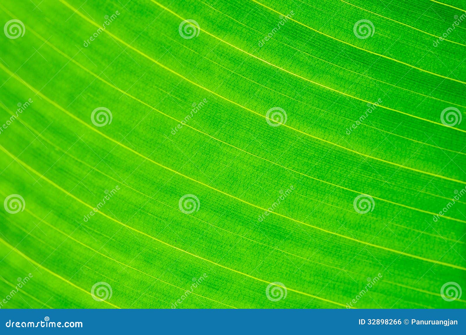 Leaf abstract stock photo. Image of season, light, background - 32898266