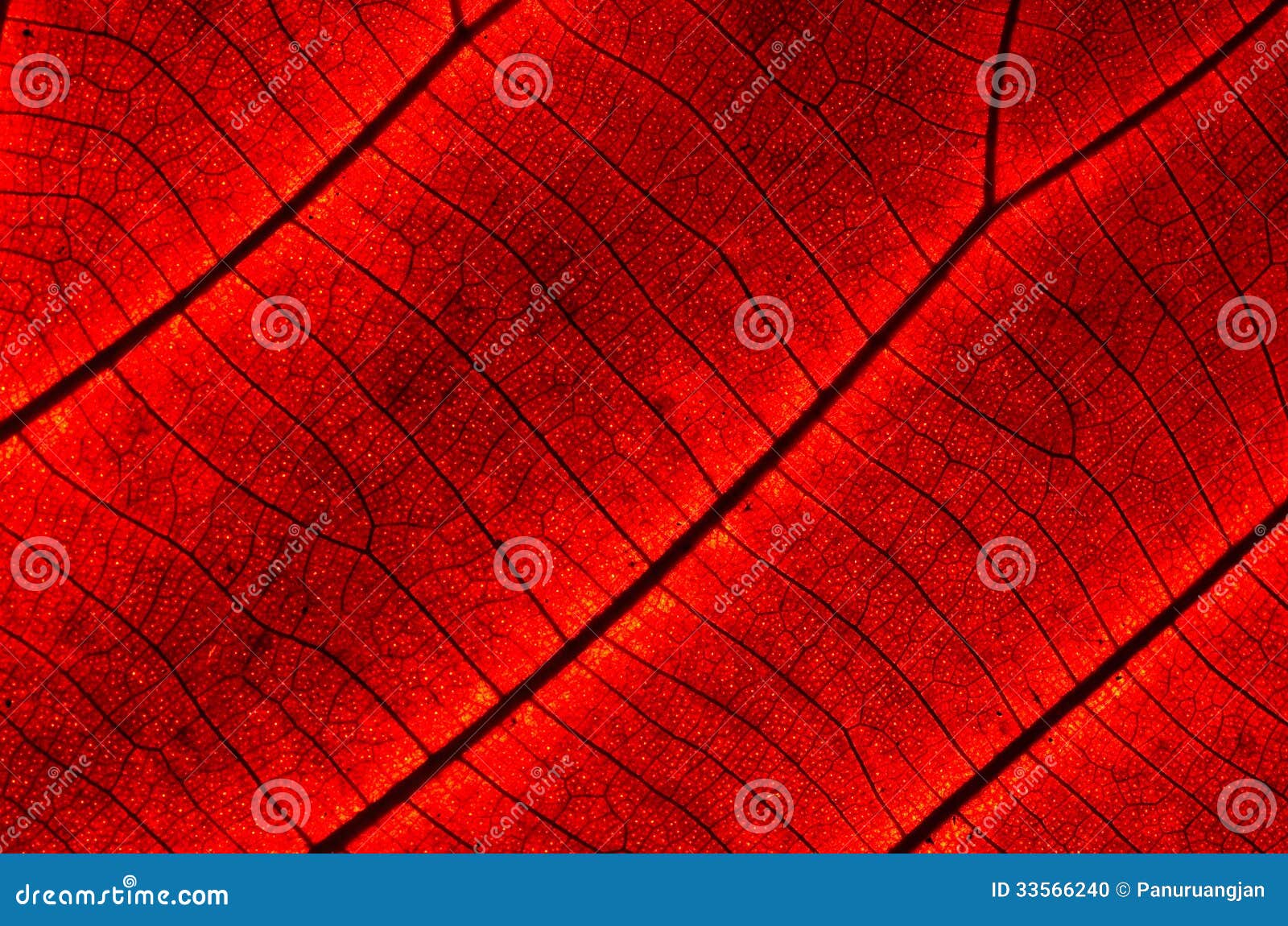 Leaf abstract stock photo. Image of background, beautiful - 33566240