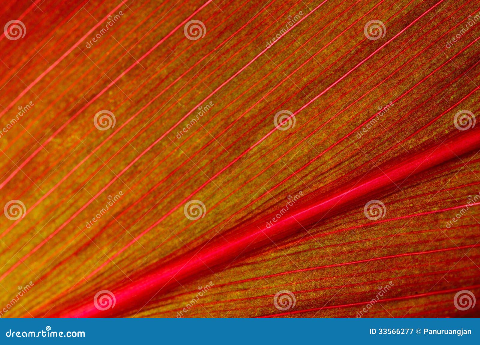 Leaf abstract stock image. Image of wallpaper, light - 33566277