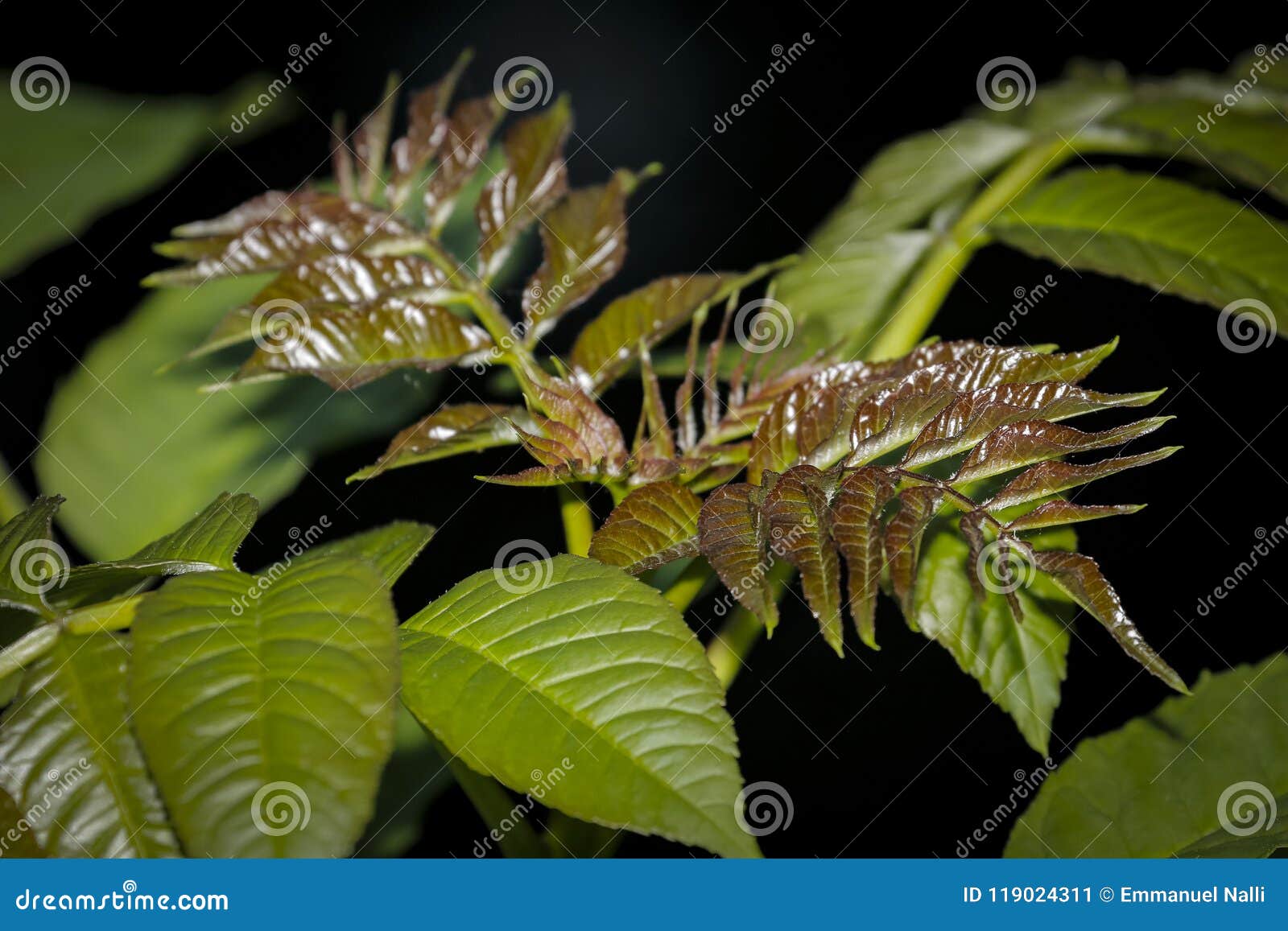 Leaf abstract images stock image. Image of design, forest - 119024311