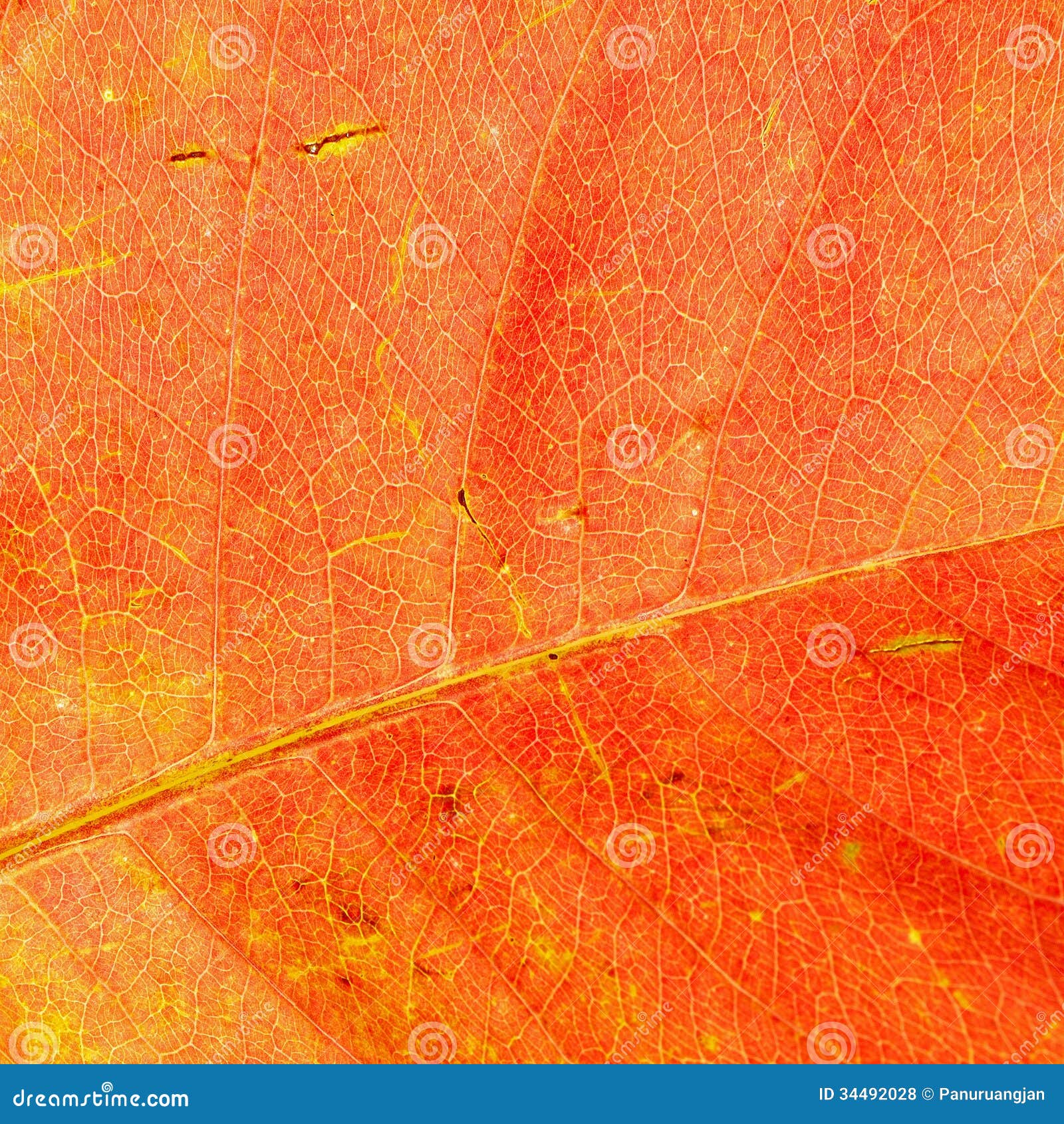 Leaf abstract stock photo. Image of summer, spring, background - 34492028