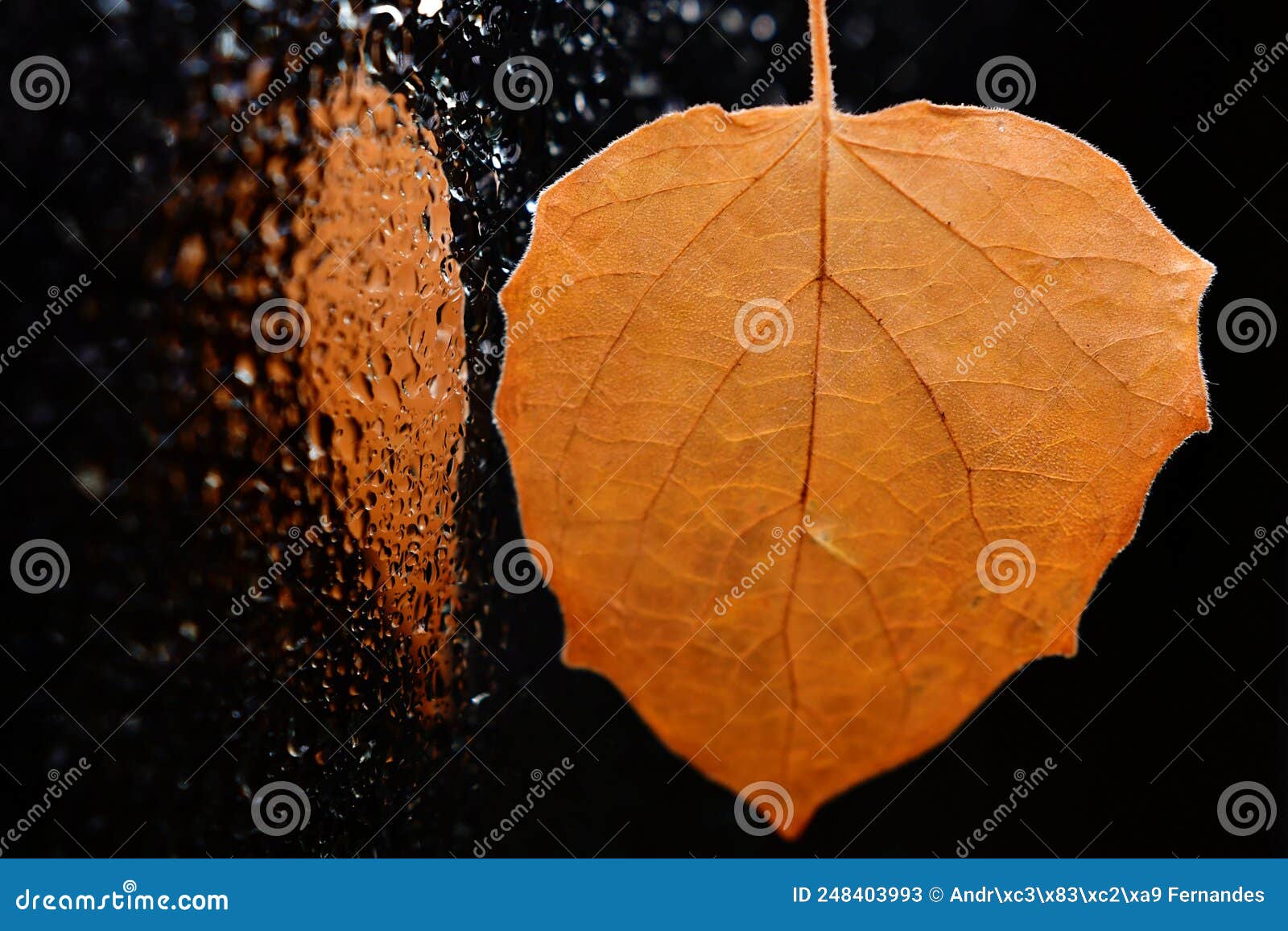 Leaf Abstract Texture Colors Orange Splash Water Contrast Stock Image ...