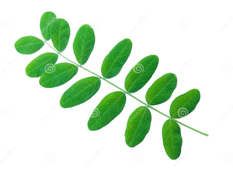 A Leaf of an Acacia Shrub stock photo. Image of pattern - 25105290