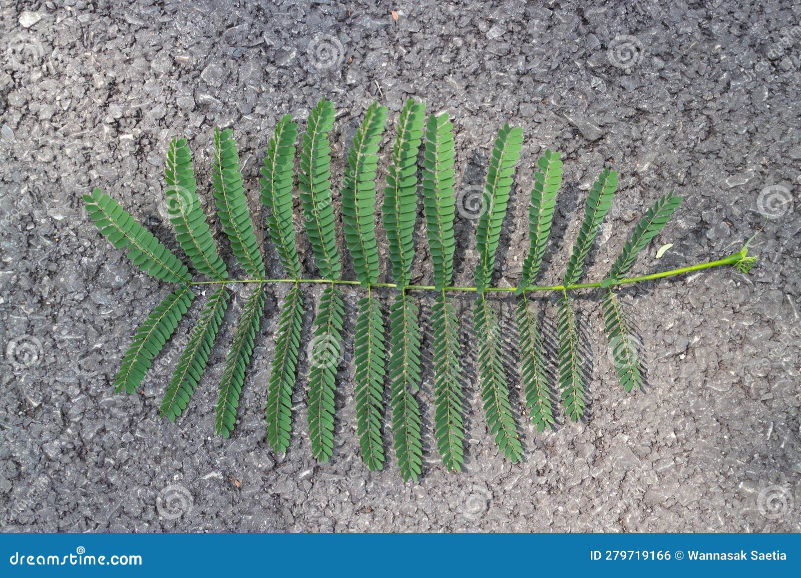 Leaf of Acacia Tree on the Asphalt. Top View Stock Photo - Image of ...