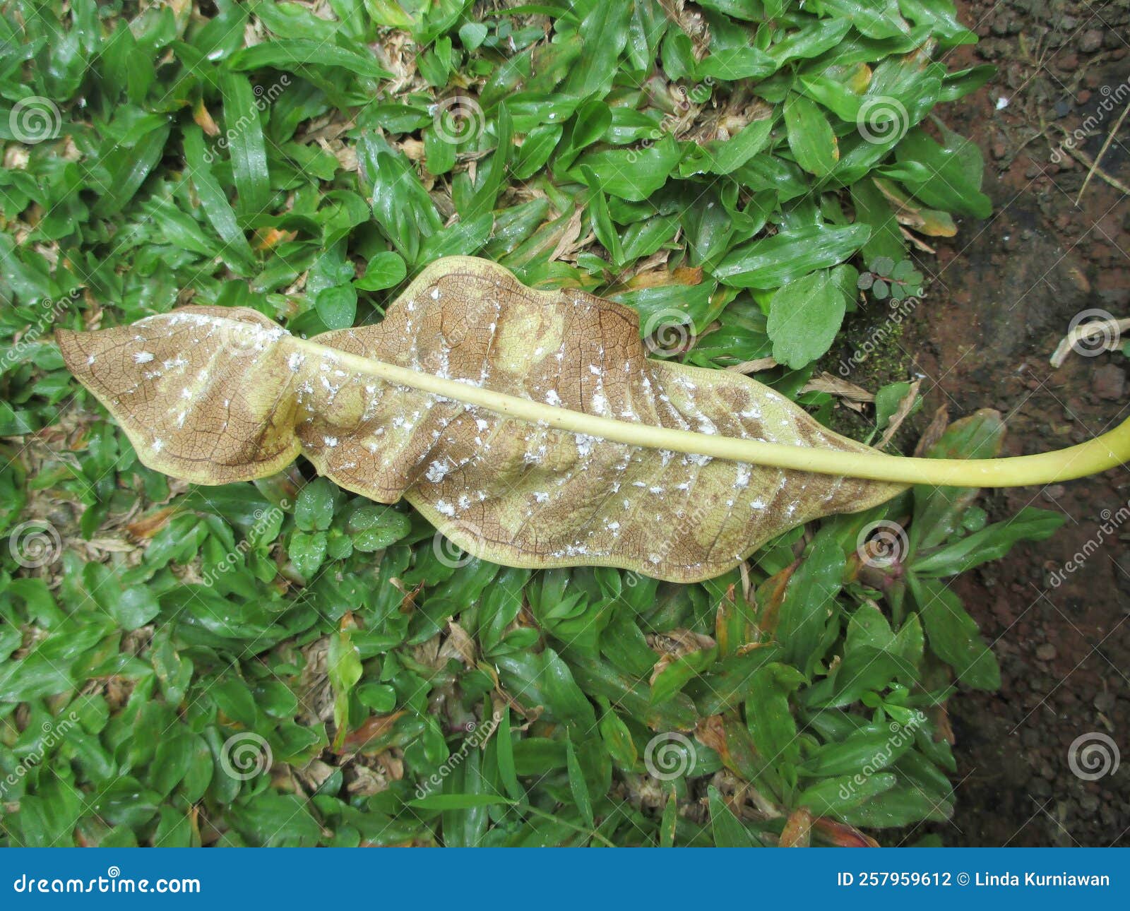 A Leaf Affected by Mealybugs Lying on the Ground Stock Photo - Image of ...
