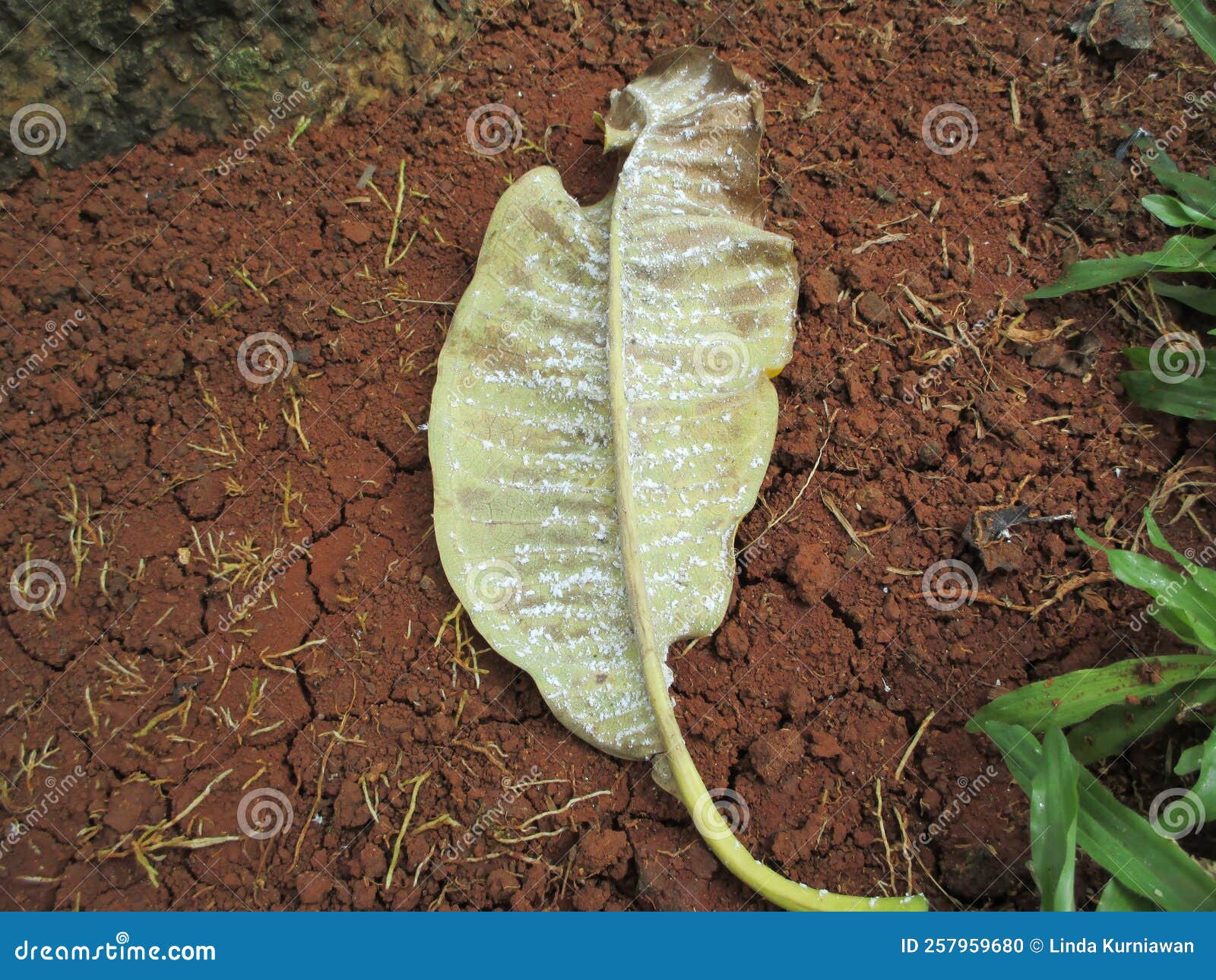 A Leaf Affected by Mealybugs Lying on the Ground Stock Photo - Image of ...