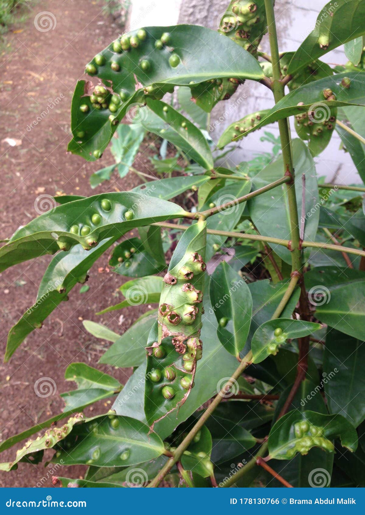 A leaf affected by pest stock photo. Image of landscape - 178130766 A leaf affected by pest stock photo. Image of landscape - 178130766