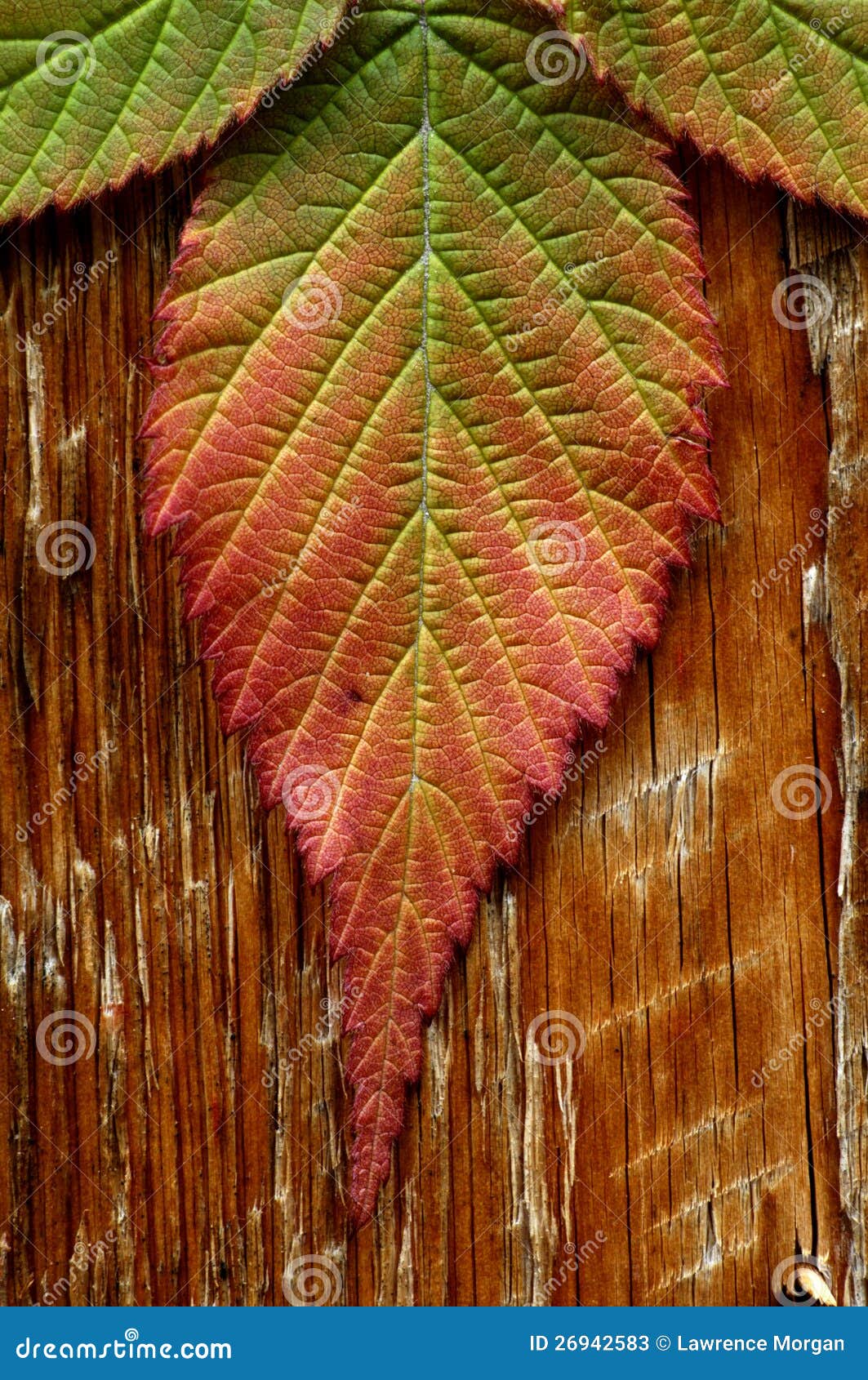 Leaf in Alaska in Autumn in Boreal Forest Stock Image - Image of yellow ...