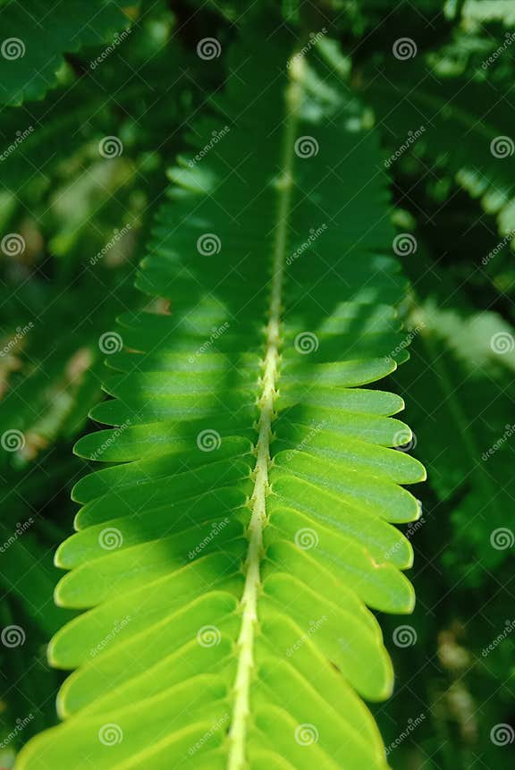 The Leaf of the Amla Tree into Forest Stock Photo - Image of amla, fore ...