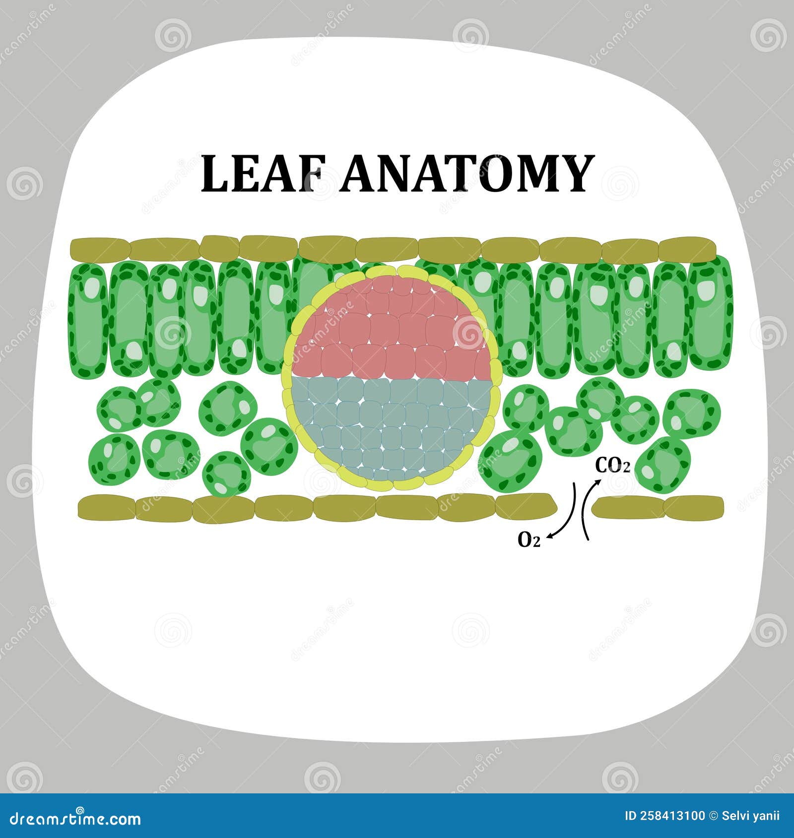 Leaf Anatomy. Vector Diagram. | CartoonDealer.com #89533370 Leaf Anatomy. Vector Diagram. | CartoonDealer.com #89533370