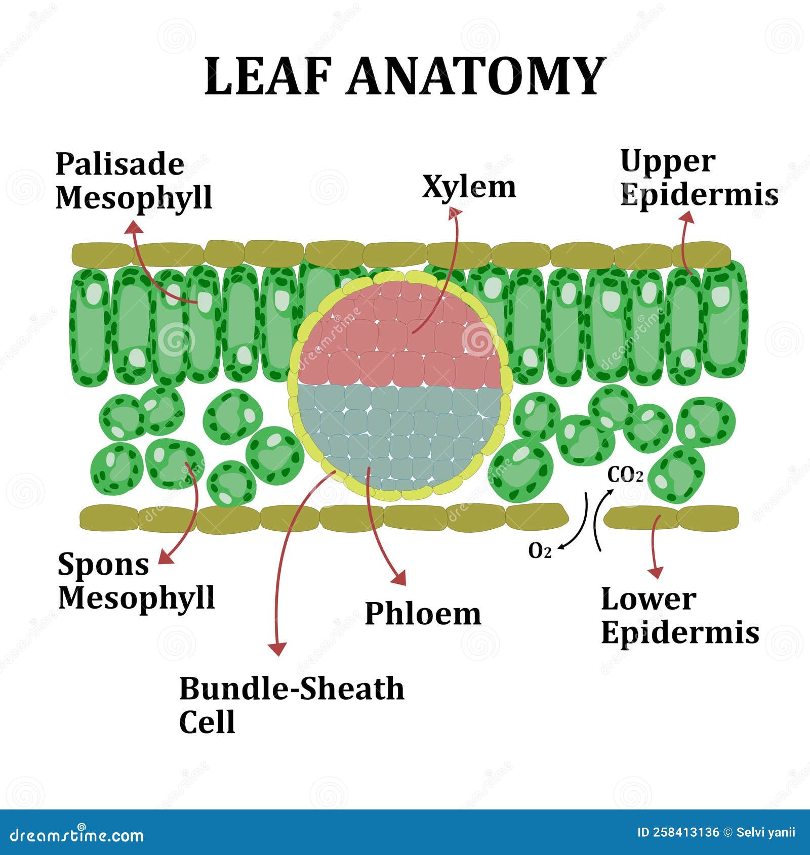Leaf Anatomy Worksheet Vector Illustration. Labeled Blank Biology ...