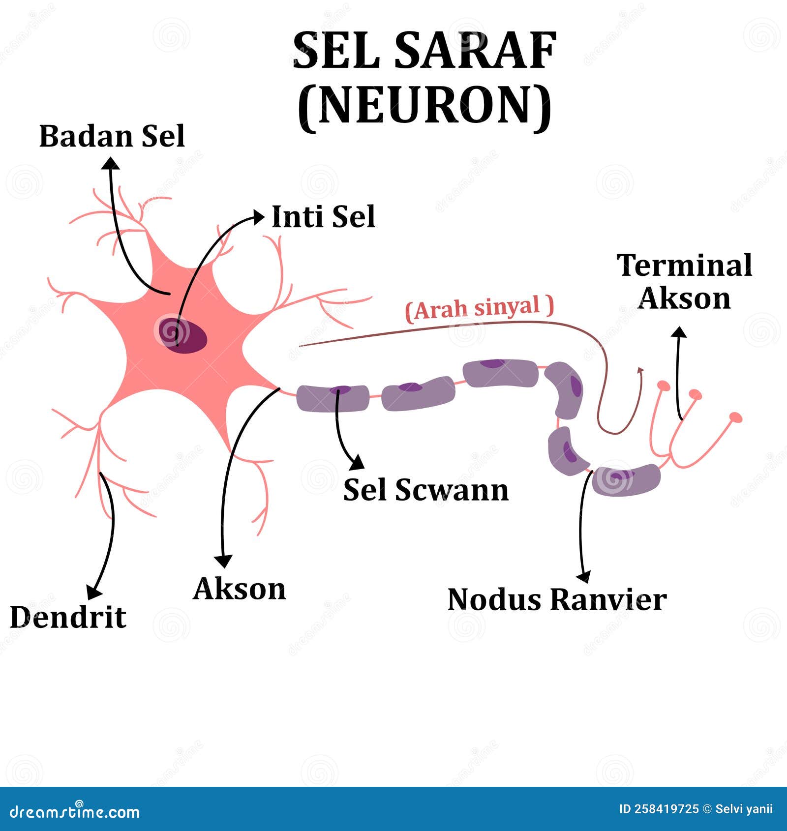 Sel Saraf (Neuron) stock illustration. Illustration of sinyal - 258419725