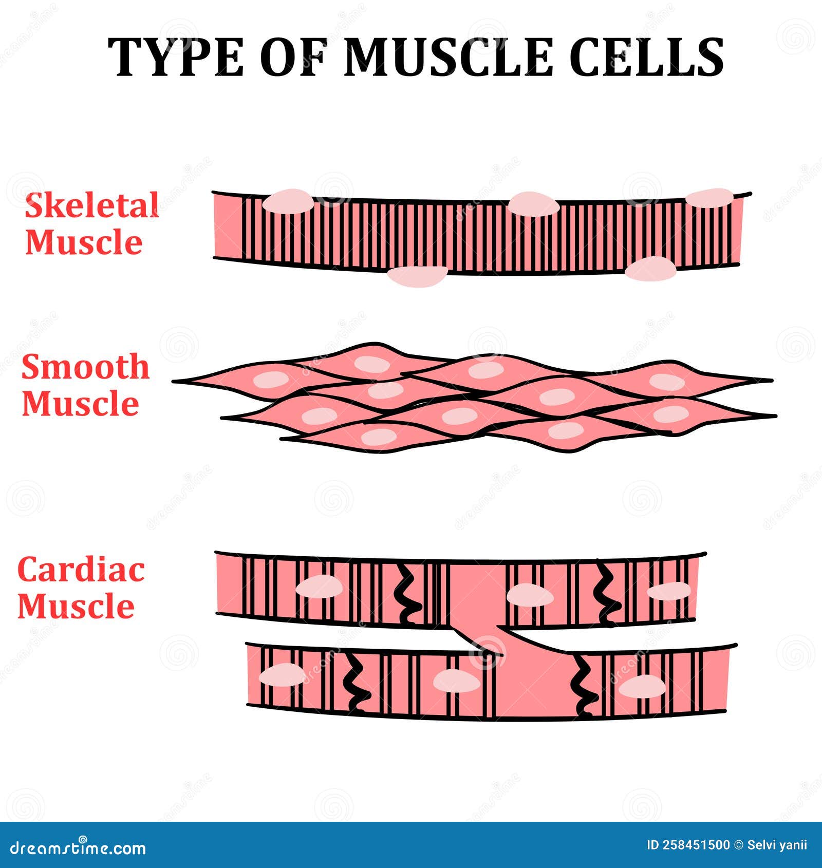 Type of Muscle Cells stock illustration. Illustration of science ...