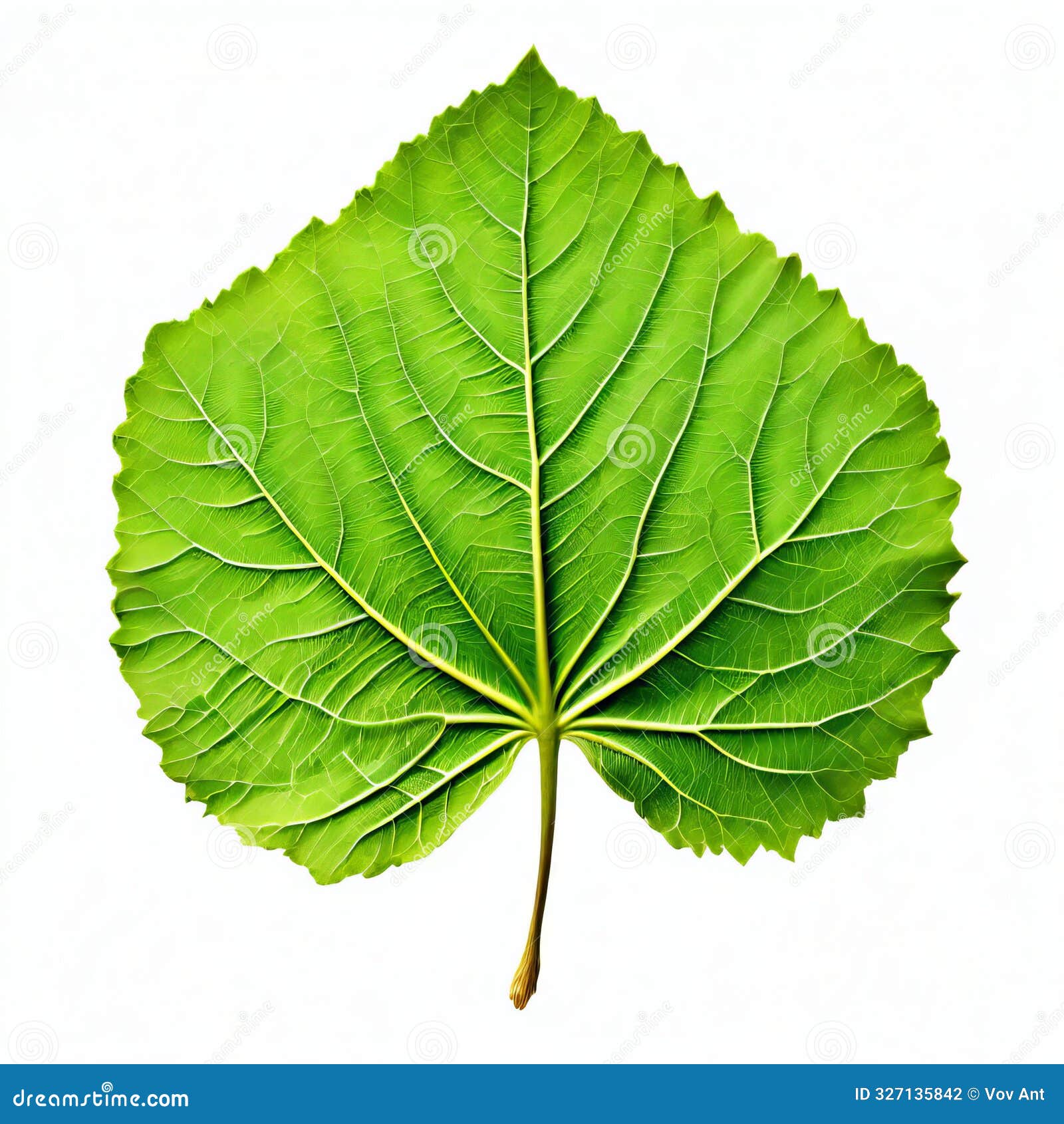 Leaf Anatomy The Structures Tissues And Features That Stock Photography ...