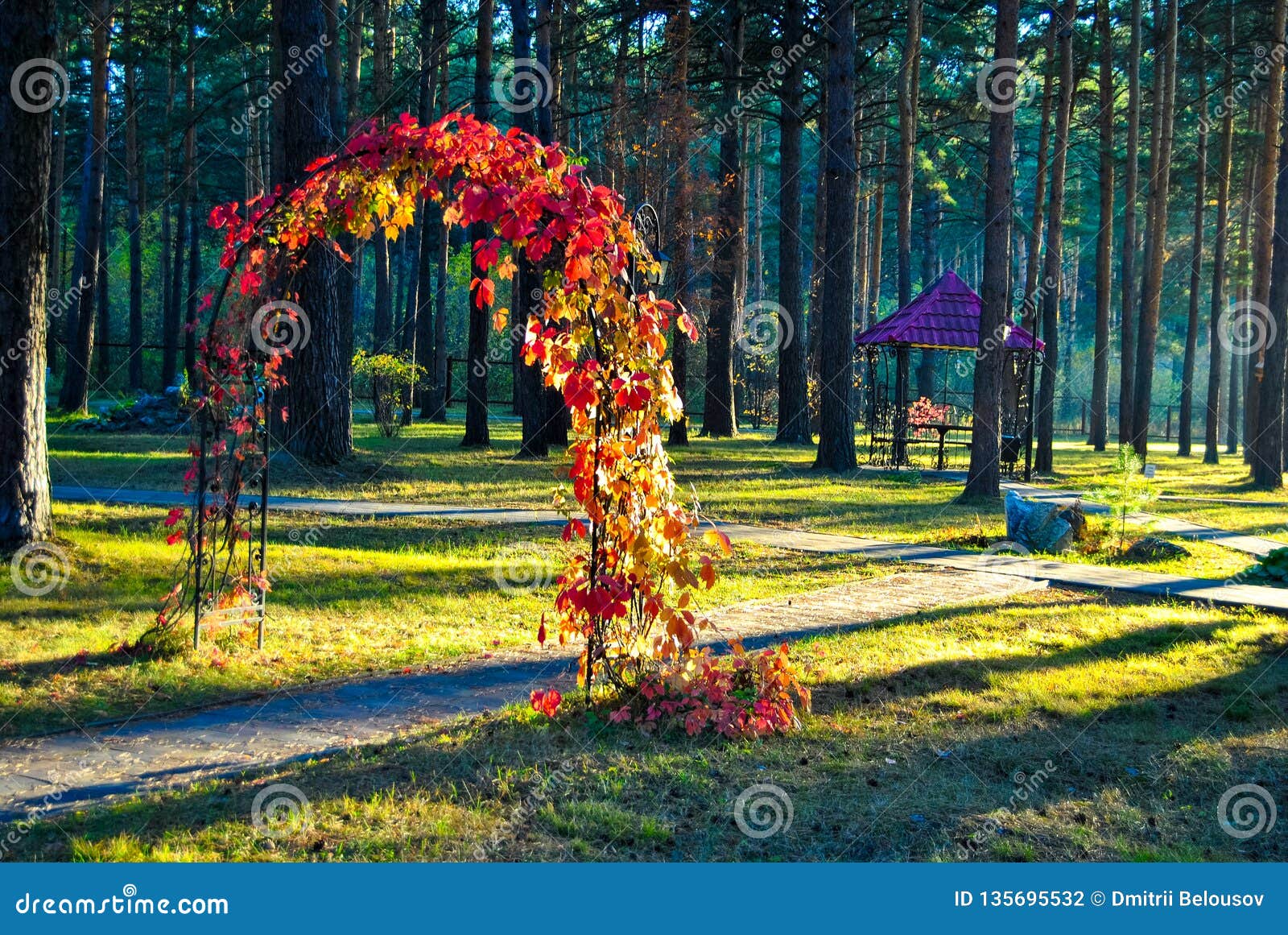 Arch of leaves in the Park stock photo. Image of fall - 135695532