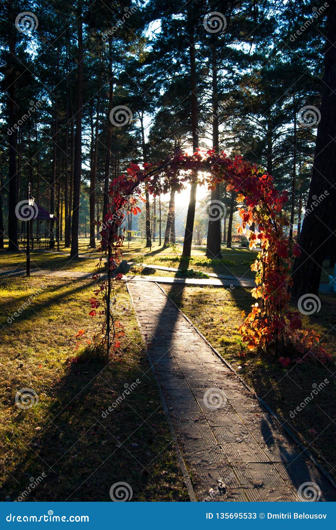 Arch of leaves in the Park stock image. Image of fall - 135695533