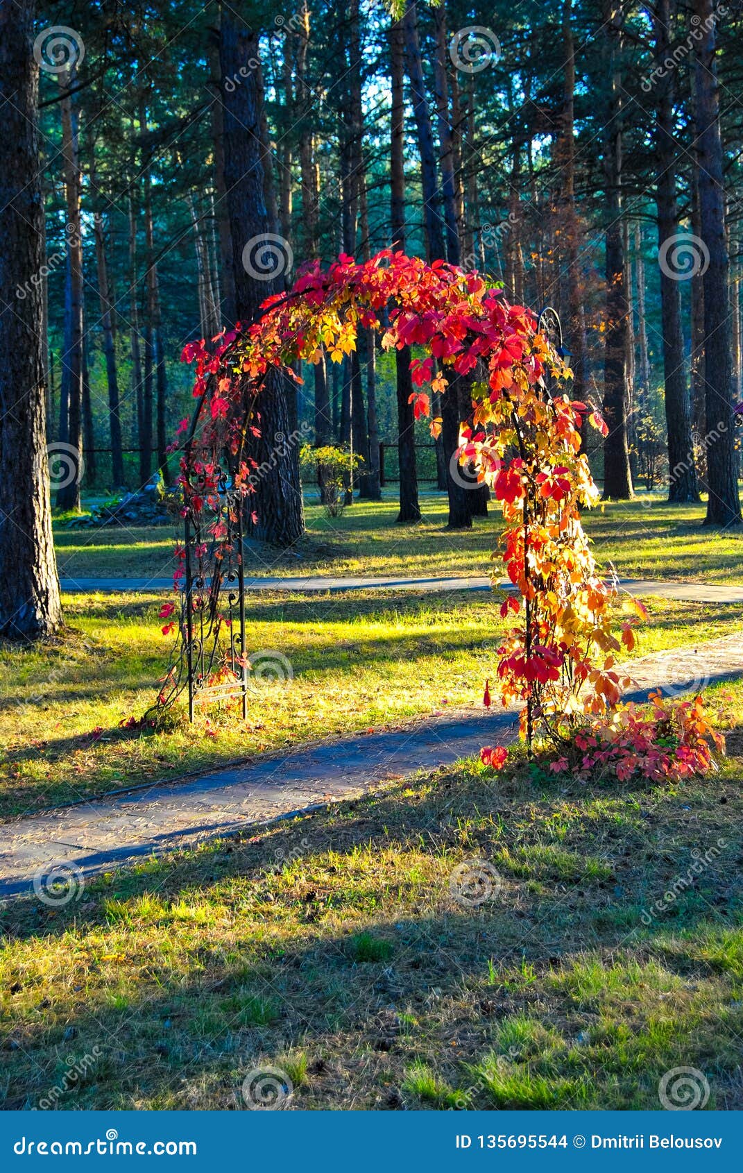 Arch of leaves in the Park stock photo. Image of yellow - 135695544