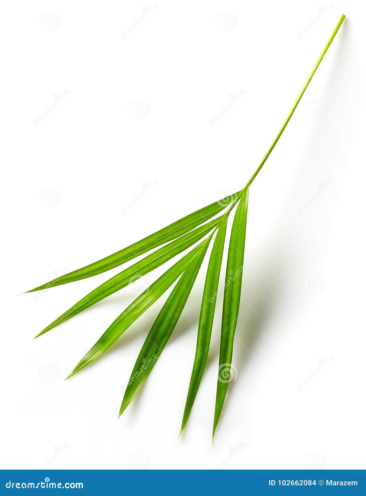 Leaf of Areca palm stock photo. Image of areca, design - 102662084