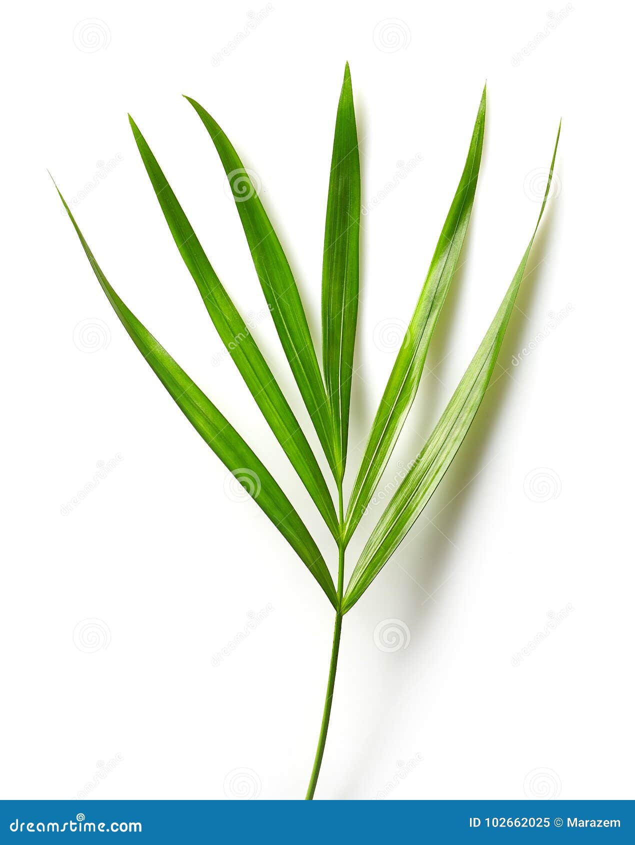 Leaf of Areca palm stock image. Image of exotic, environment - 102662025