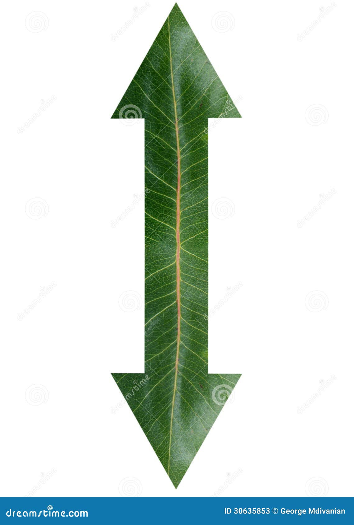 Leaf arrow stock image. Image of leaf, life, isolated - 30635853