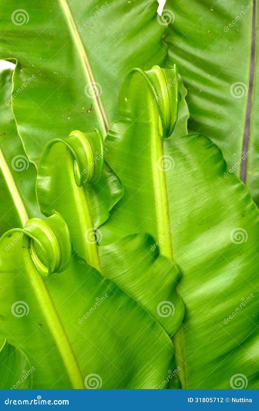 Leaf Asplenium Nidus in Thailand Stock Photo - Image of green, sort ...