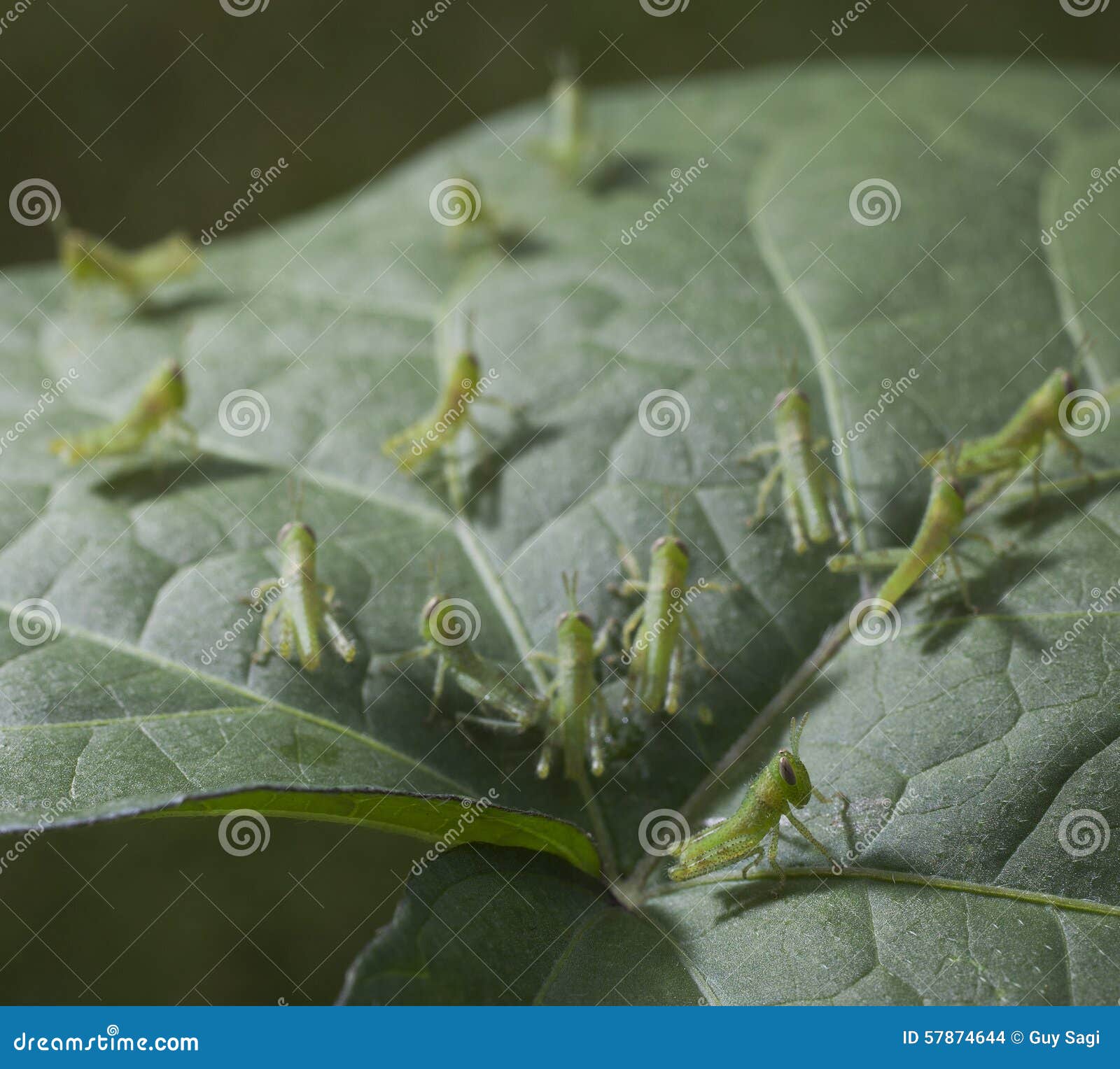 Leaf attack stock photo. Image of glory, pest, flora - 57874644