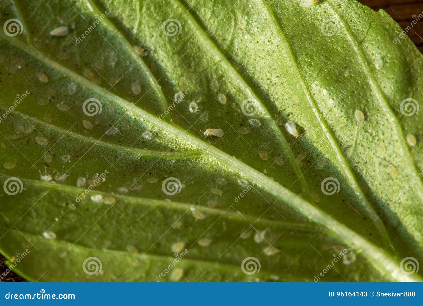 Flies On The Basil Leaves Royalty-Free Stock Photo | CartoonDealer.com ...