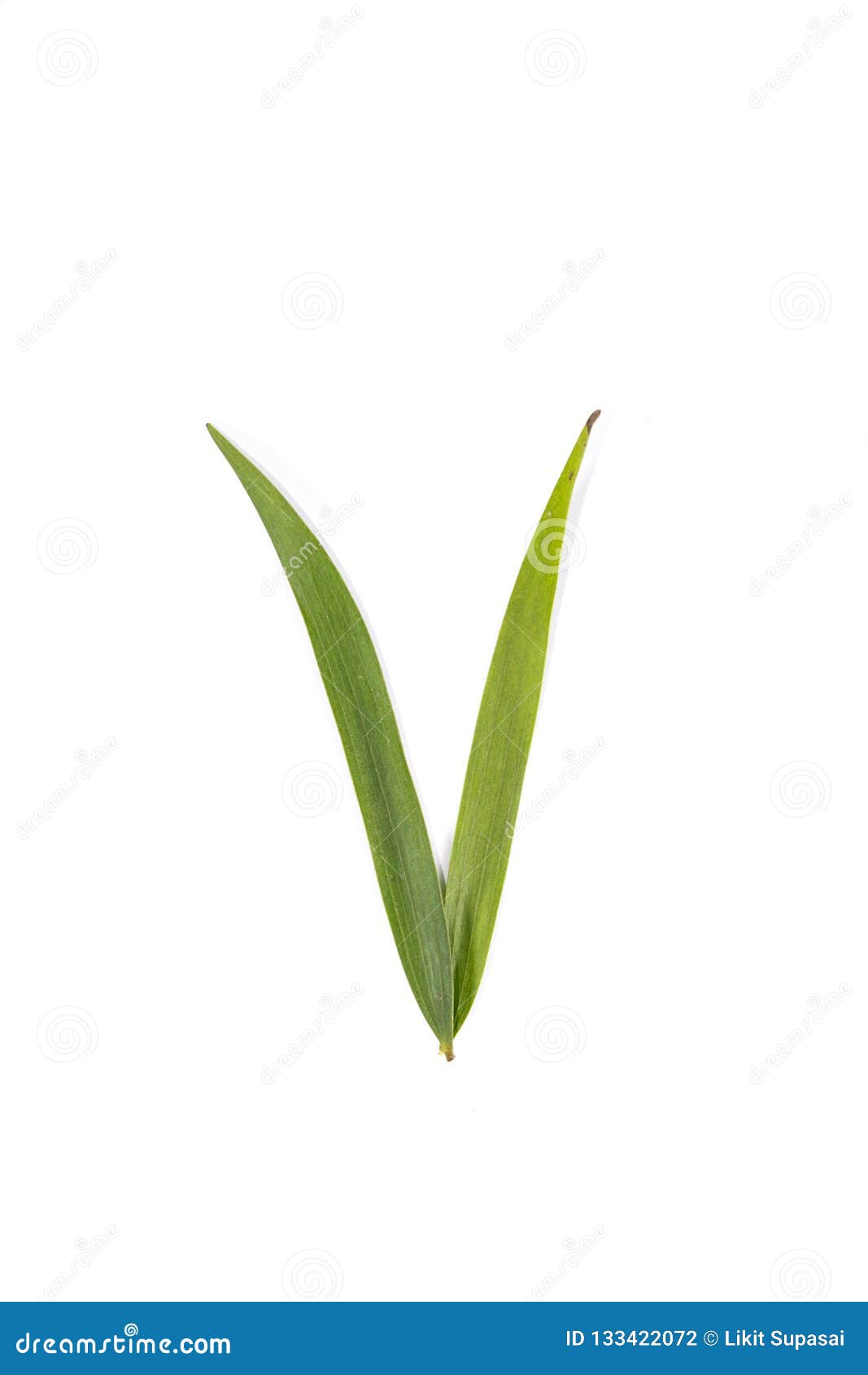 Leaf Auri White Background in Studio Stock Photo - Image of ...