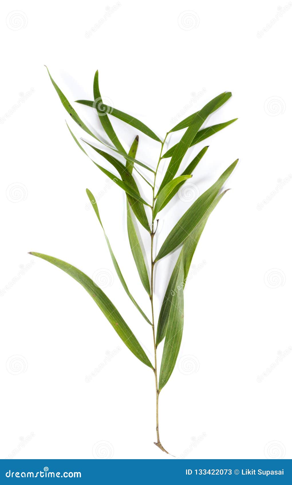 Leaf Auri White Background in Studio Stock Image - Image of earleaf ...