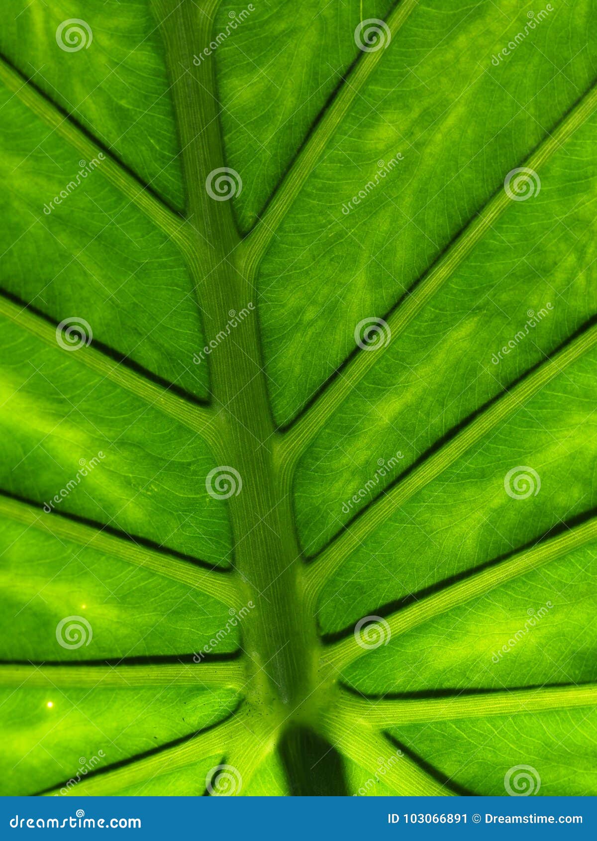 Leaf stock image. Image of closeup, detail, foliage - 103066891