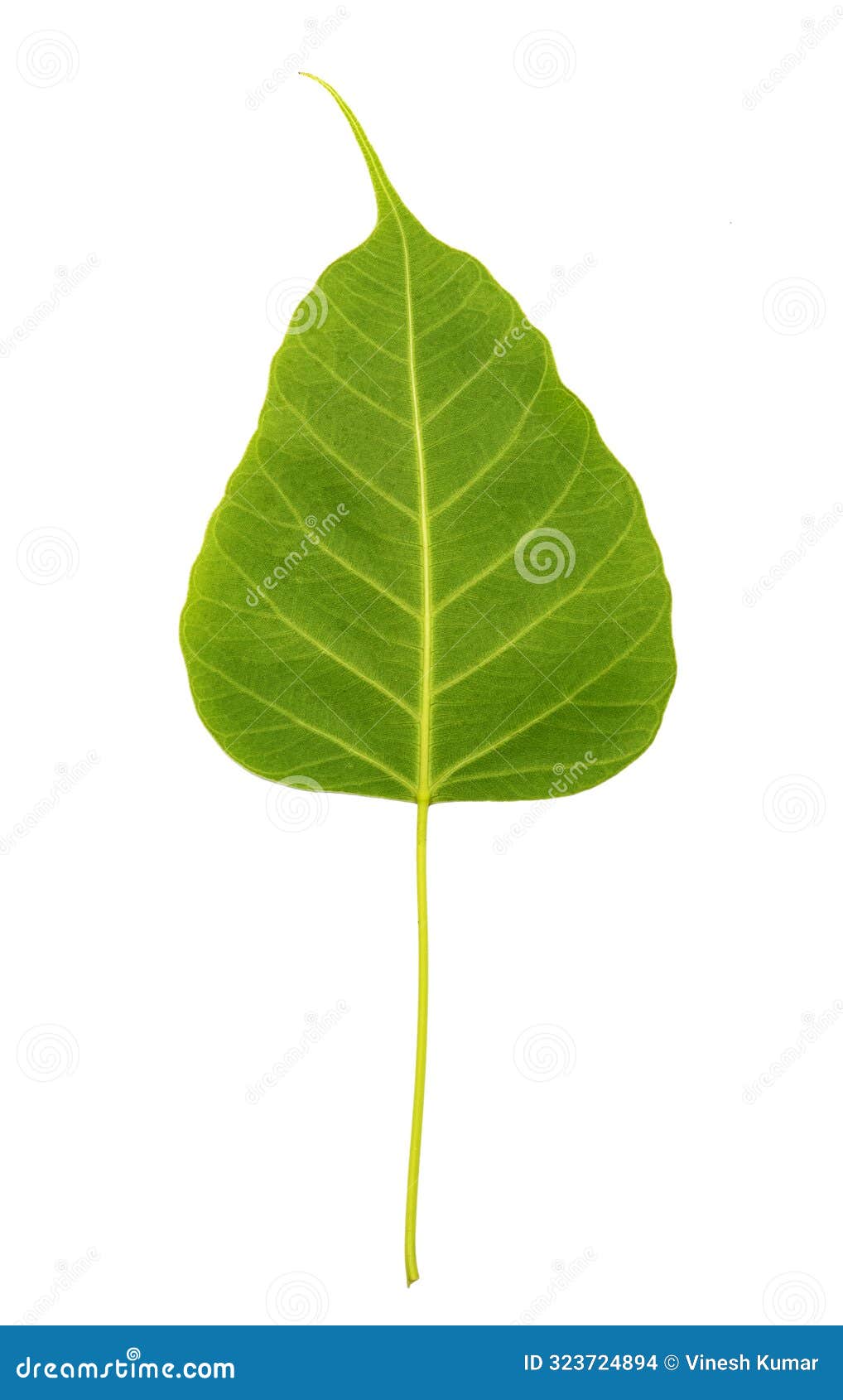 Leaf Back Side of Peepal Tree, Ficus Religious from Fig Family Stock ...