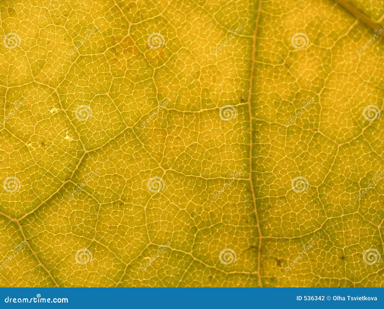 Leaf background 2 stock photo. Image of brush, fall, nature - 536342