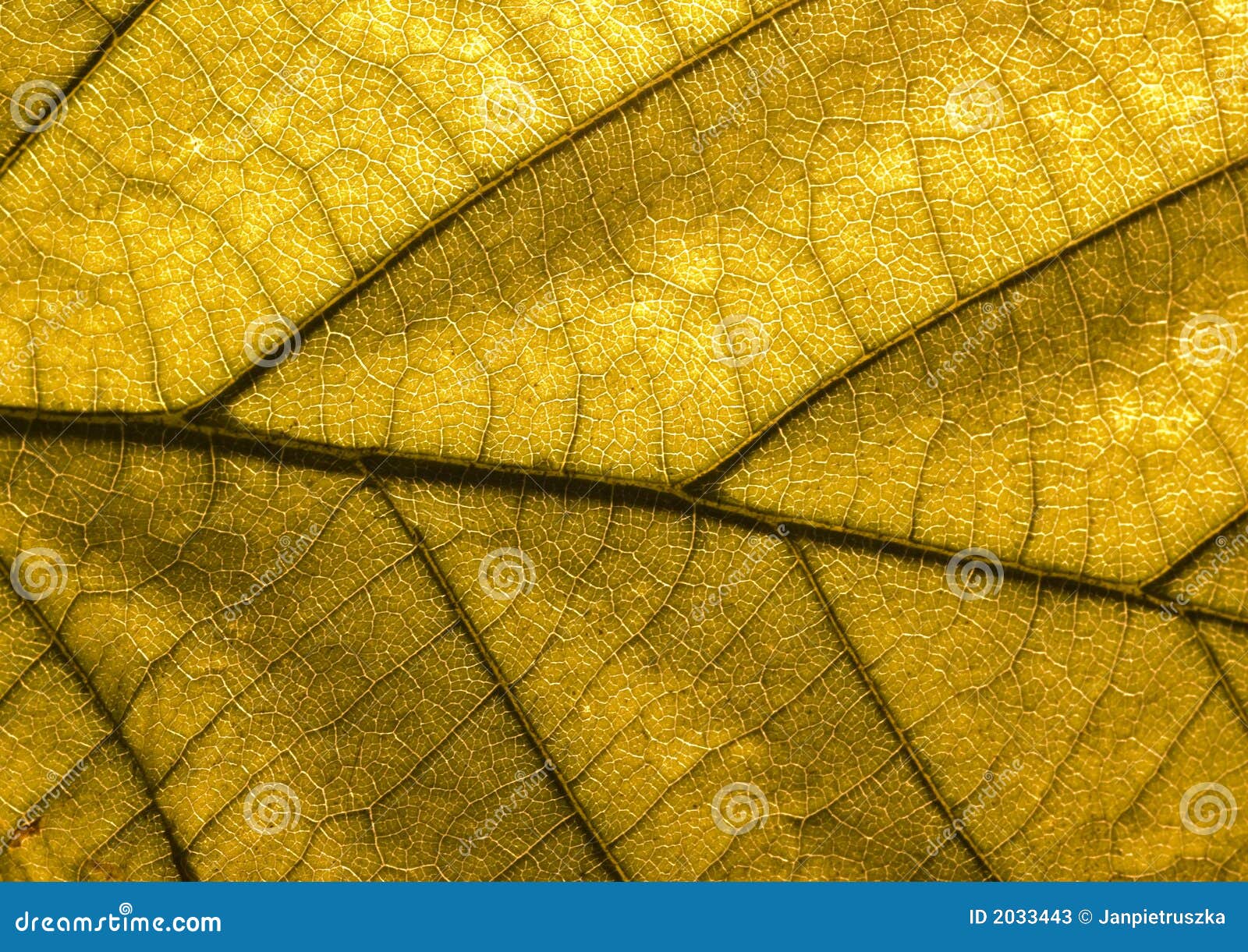 Leaf background stock image. Image of botanic, fibres - 2033443