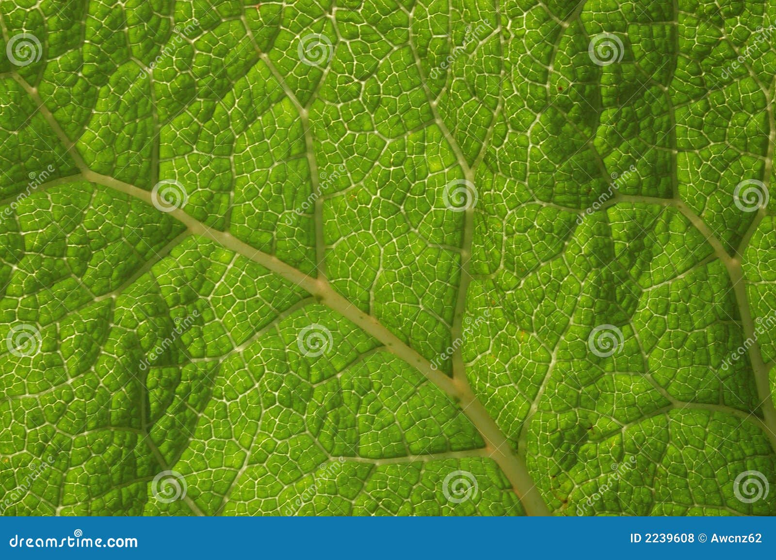 Leaf background stock photo. Image of gardens, biology - 2239608