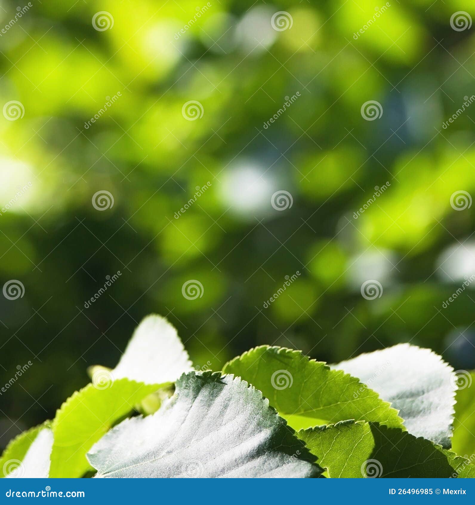 Leaf background stock image. Image of environment, effect - 26496985