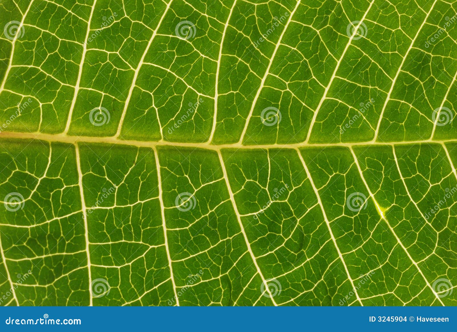 Leaf background stock photo. Image of abstract, close - 3245904