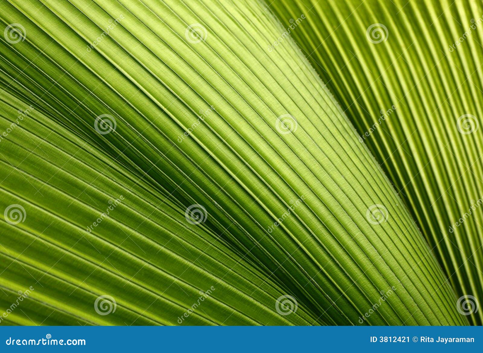 Leaf background stock image. Image of botany, biology - 3812421