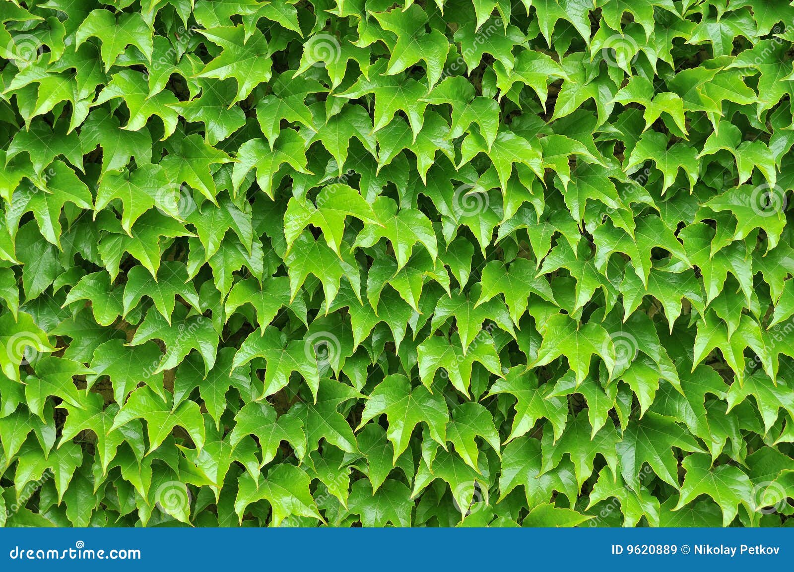 Leaf Background stock image. Image of grow, outdoor, park - 9620889