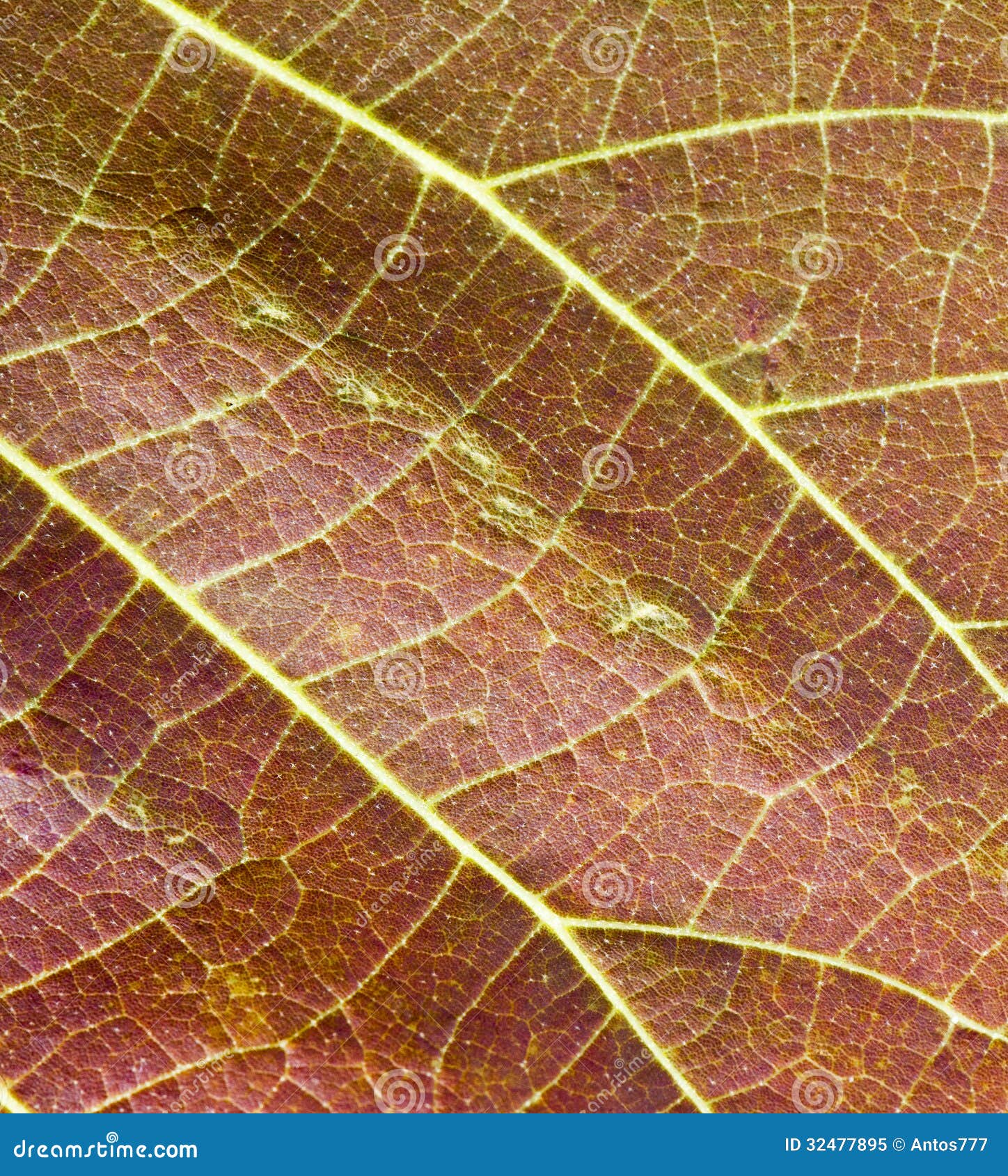 Leaf background stock image. Image of green, autumn, color - 32477895