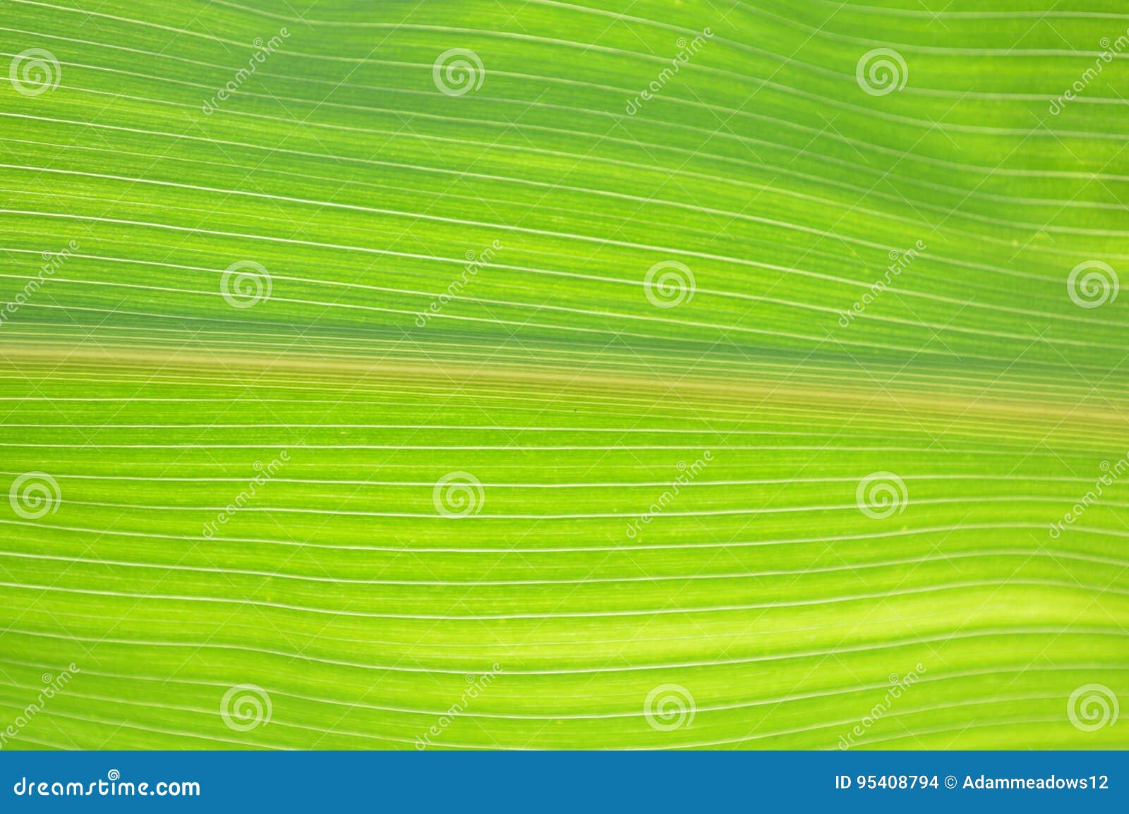 Green corn leaf stock photo. Image of colour, natural - 95408794