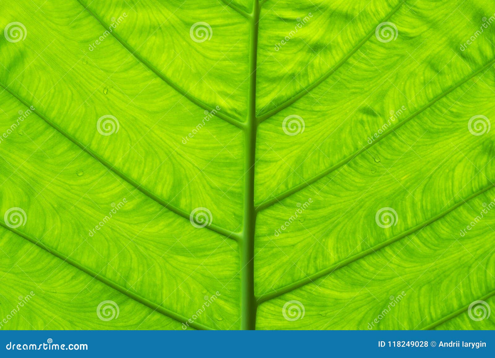 Nature Wallpaper Bright Green Leaf Color Stock Photo - Image of macro ...
