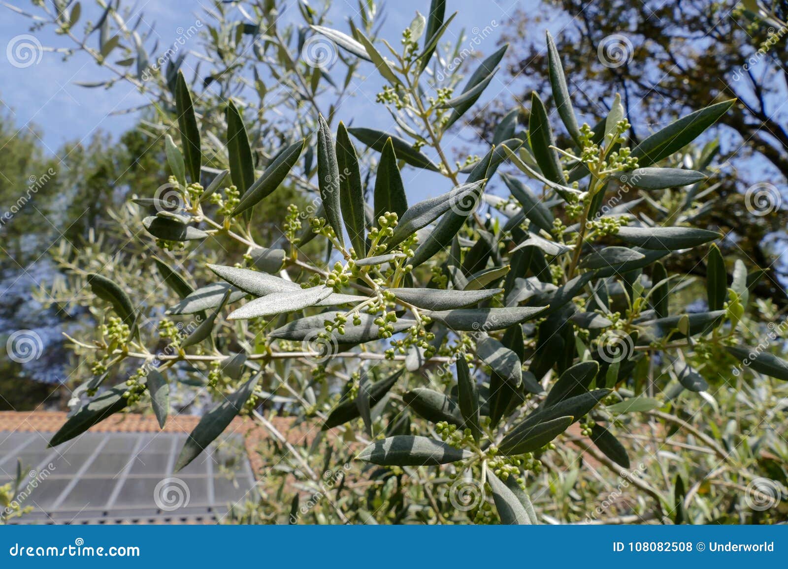 Leaf Background Texture Pattern Olive Tree Stock Photo - Image of ...