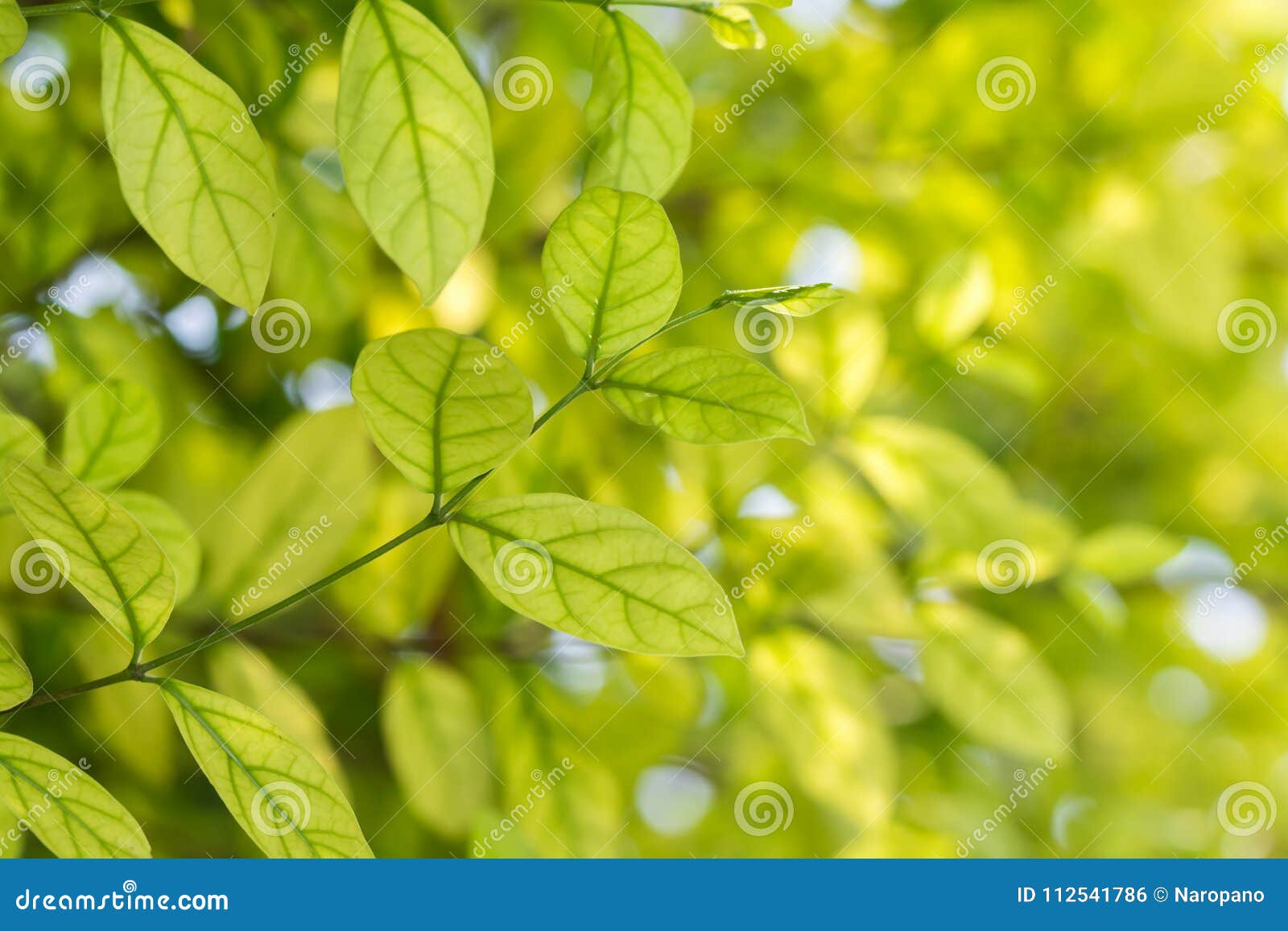 Leaf Backgrounds. Element of Design Stock Photo - Image of natural ...